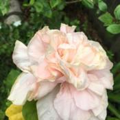 The Main Plant entry for Hibiscus - Garden.org