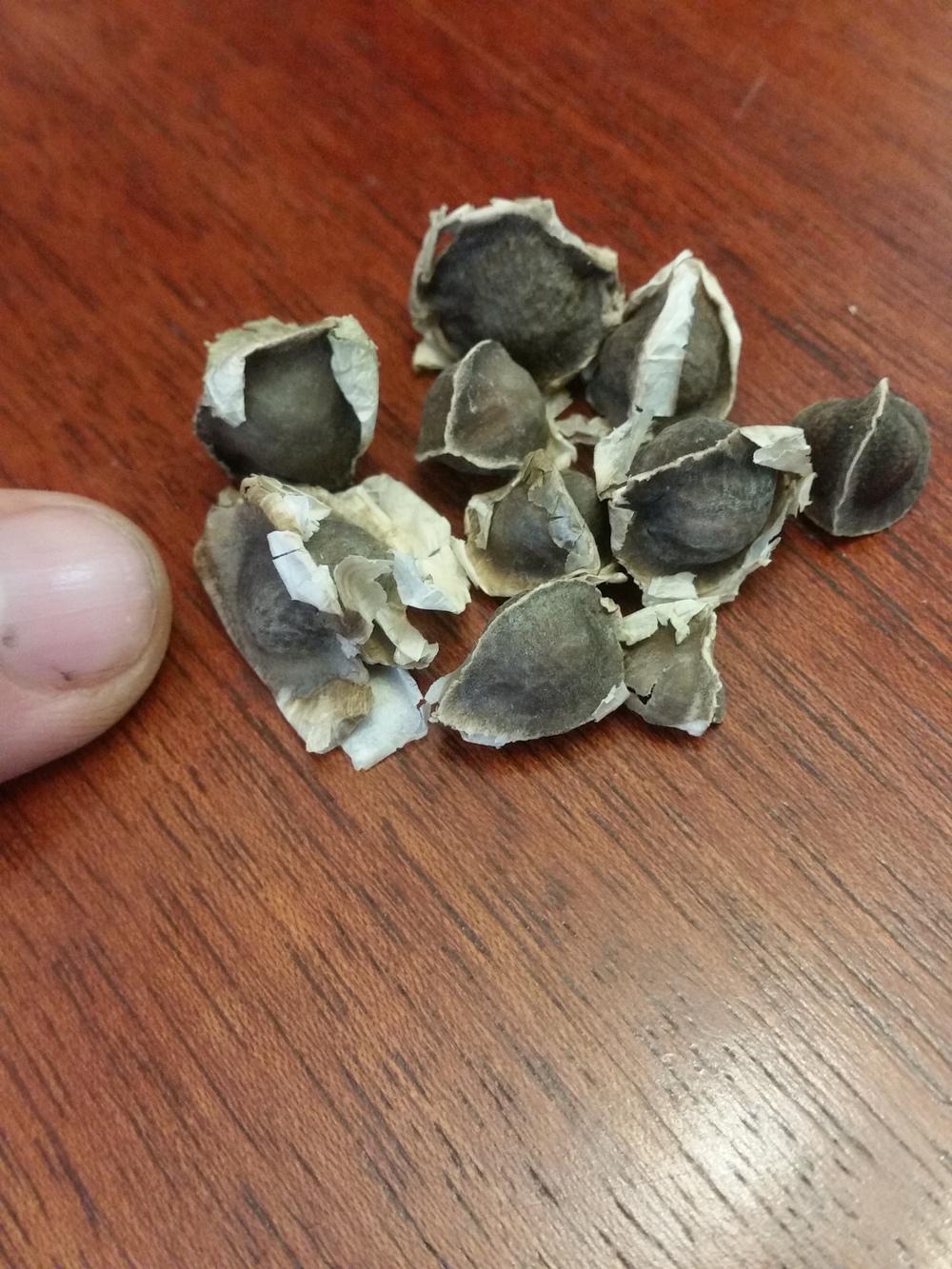 Help! Seed ID-- Stumped. in the Seeds forum - Garden.org