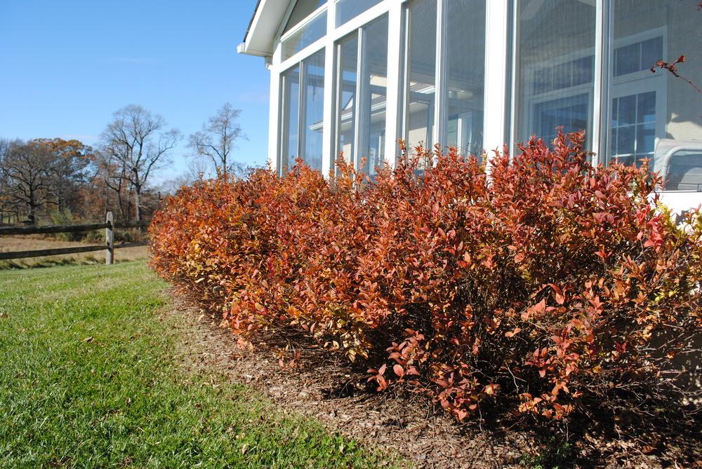 Photo of the fall color of Japanese Spirea (Spiraea 'Anthony Waterer ...
