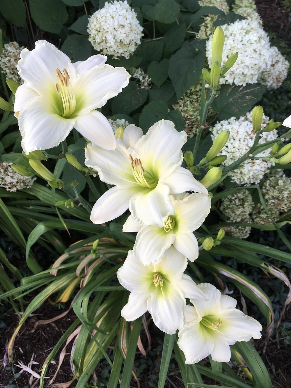 Daylilies: Plant Care and Collection of Varieties - Garden.org