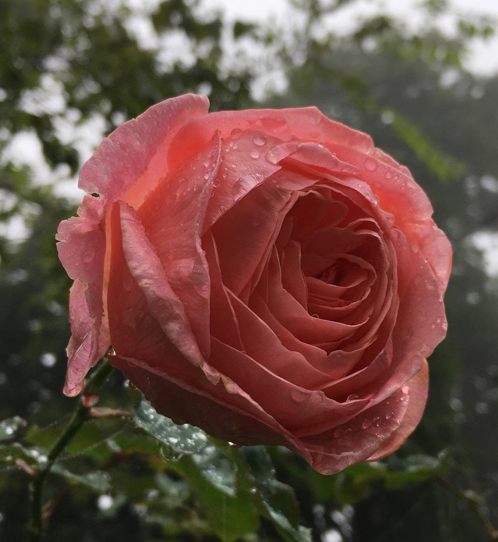 Rose (Rosa 'Mademoiselle Meilland') in the Roses Database - Garden.org