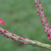 Red Porterweed (Stachytarpheta mutabilis) - Garden.org
