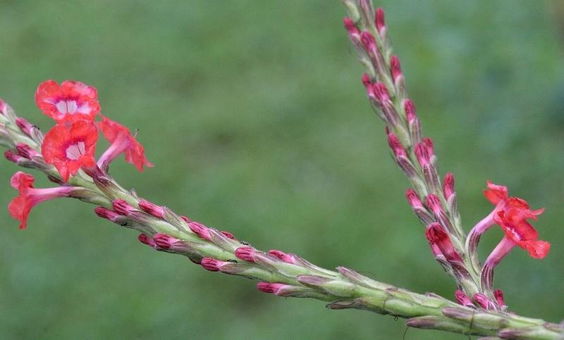 Photo of the closeup of buds, sepals and receptacles of Red Porterweed ...
