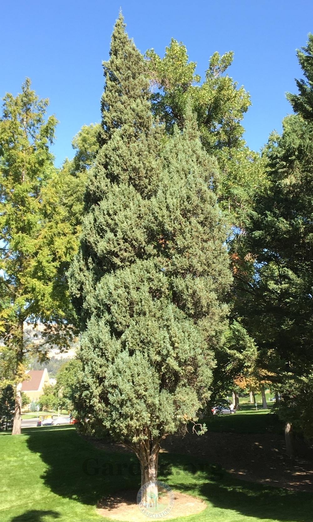 Photo of the entire plant of Rocky Mountain Juniper (Juniperus ...