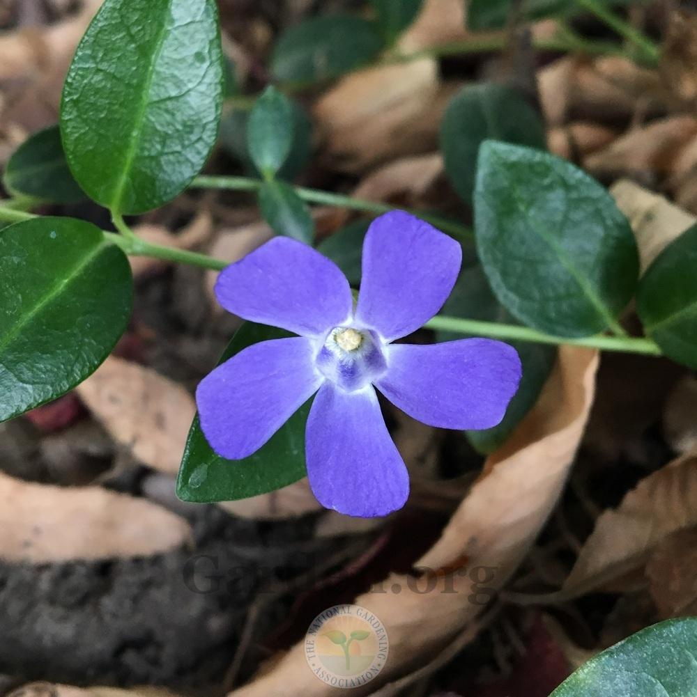 Lesser Periwinkle (Vinca minor 'Bowles's Cunningham') - Garden.org