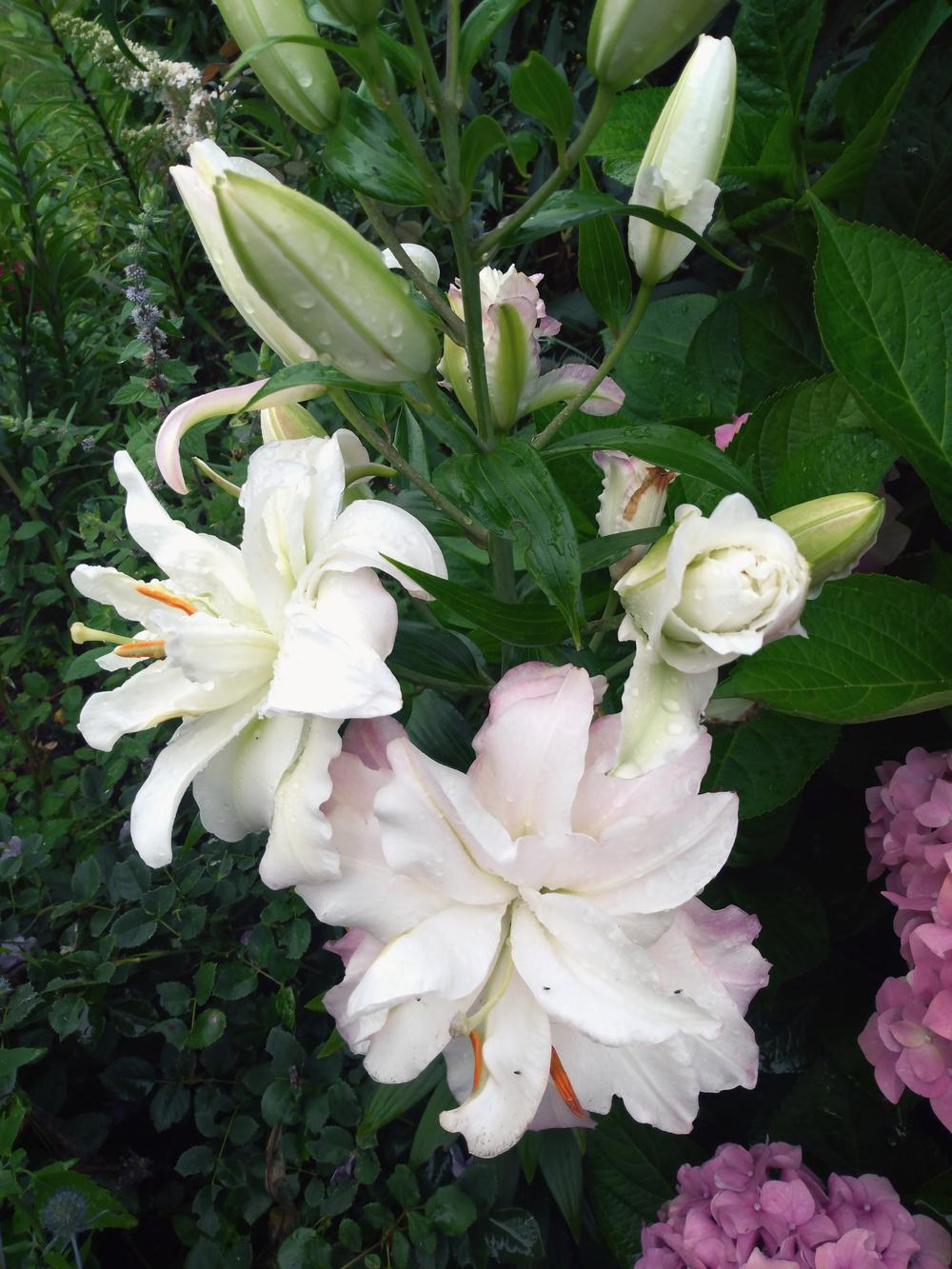 Lily (Lilium 'Snowboard') in the Lilies Database - Garden.org