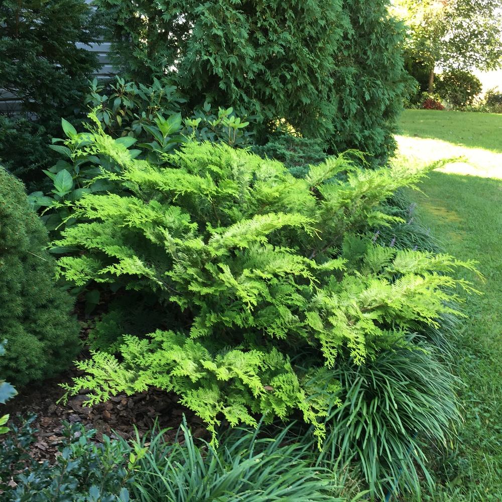 Hinoki Cypress (Chamaecyparis obtusa 'Douglas') - Garden.org