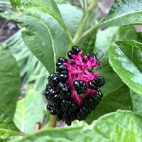 Photo of the fruit of Chinese Pokeweed (Phytolacca polyandra) posted by ...