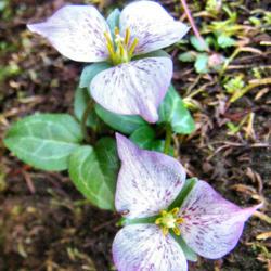 Photo of the entire plant of Brook Wakerobin (Pseudotrillium rivale ...