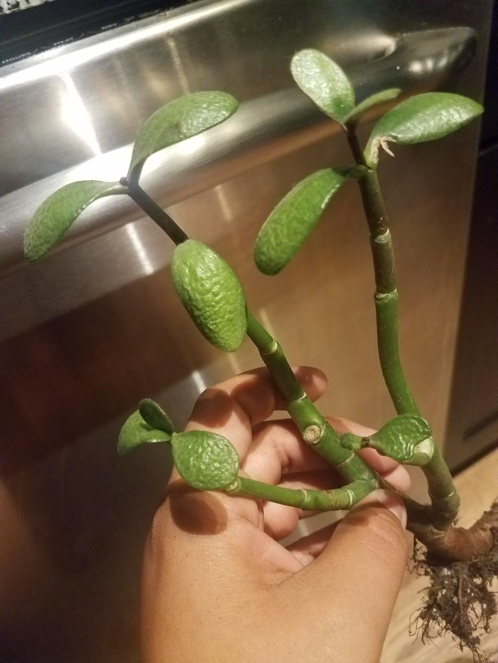 jade plant rot in the Ask a Question forum - Garden.org
