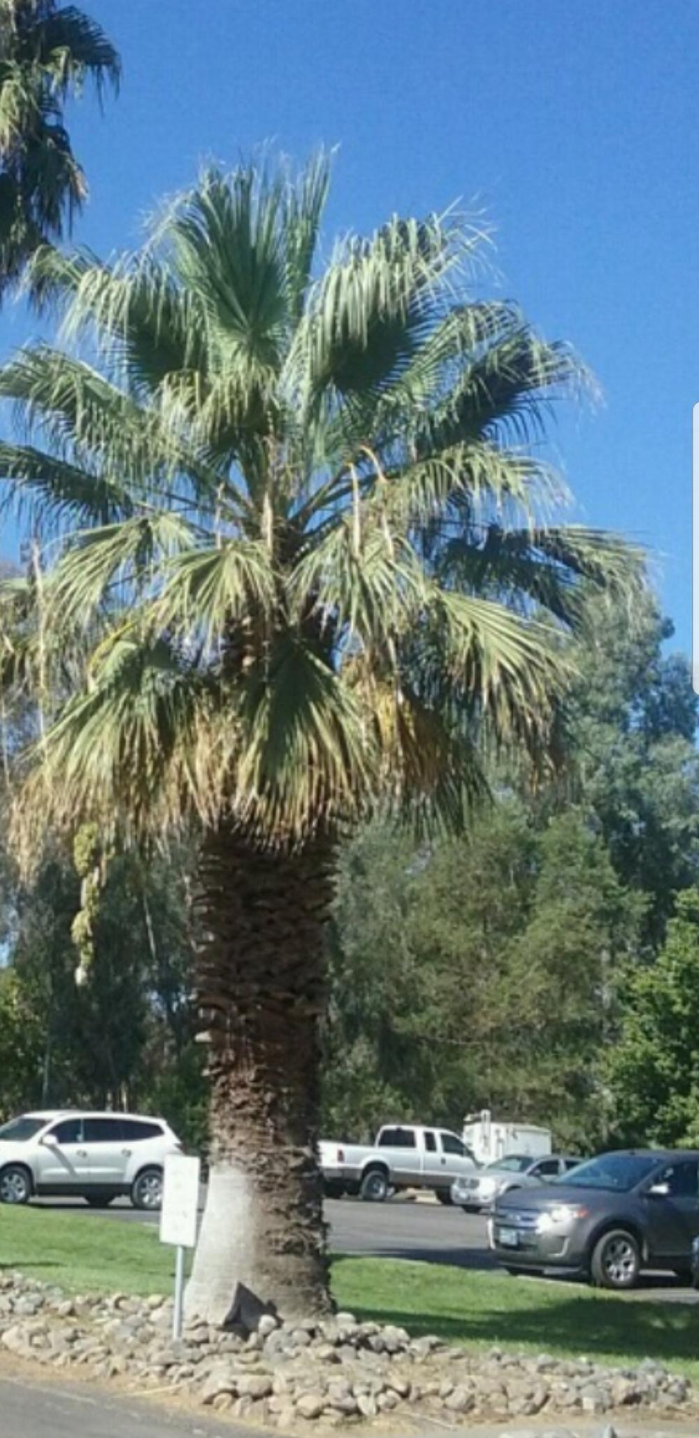 Please help me identify this Palm Tree in the Plant ID forum - Garden.org