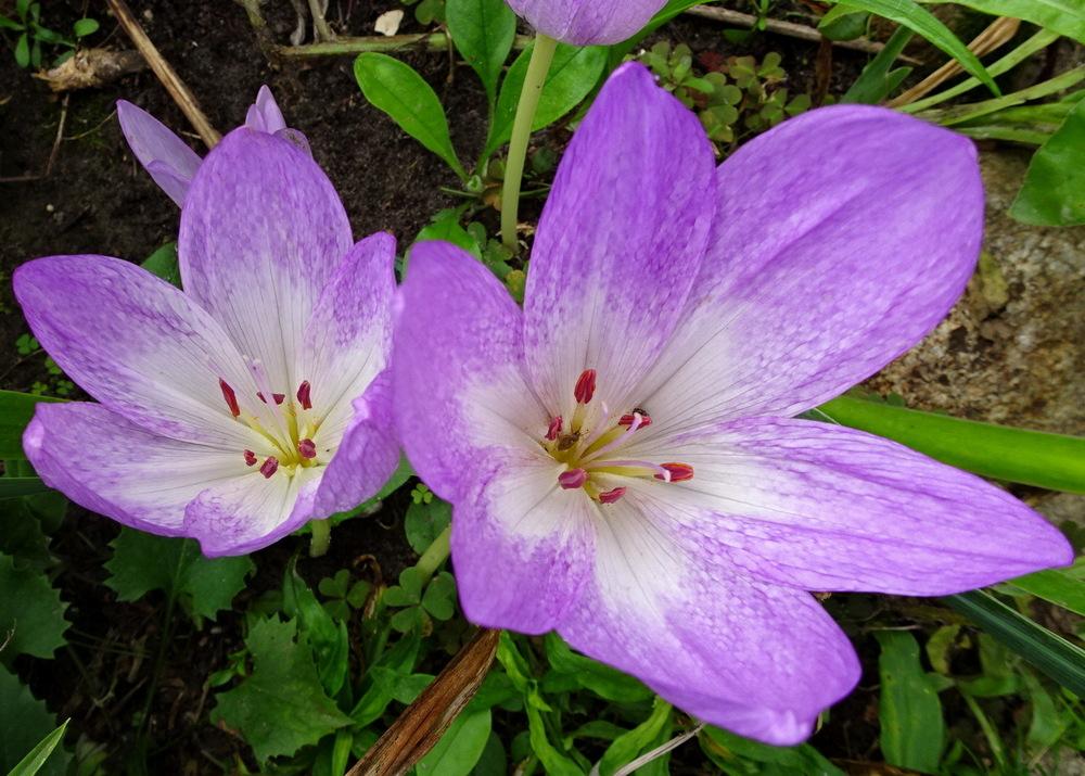 Photo of the bloom of False Autumn Crocus (Colchicum 'The Giant ...