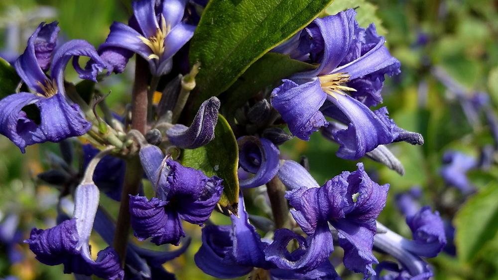 Photo of the bloom of Clematis (Clematis heracleifolia 'Cassandra ...