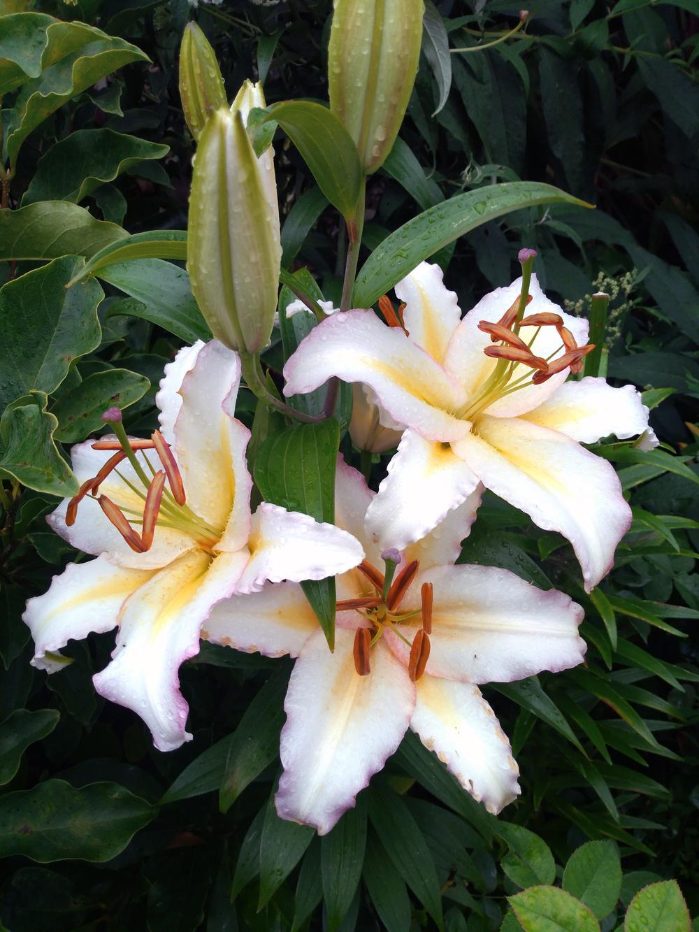 Photo of the bloom of Lily (Lilium 'Primrose Hill') posted by Tynka ...