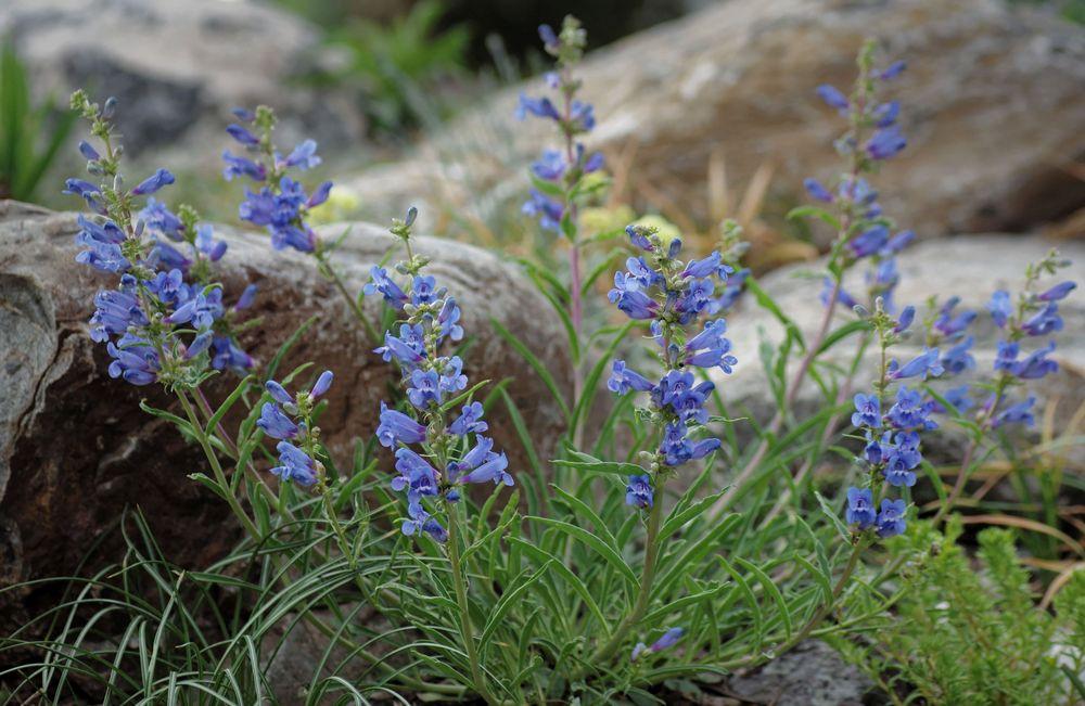 Penstemons: Plant Care and Collection of Varieties - Garden.org