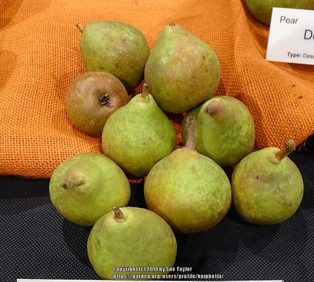 Pear (Pyrus communis 'Gieser Wildeman') in the Pears Database - Garden.org