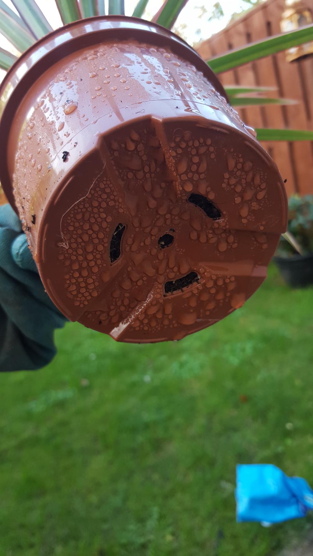 Why is this plant sweating?! in the Houseplants forum - Garden.org