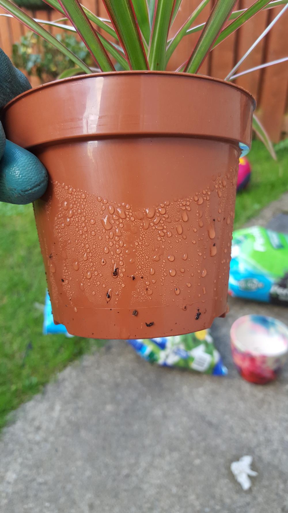 Why is this plant sweating?! in the Houseplants forum - Garden.org