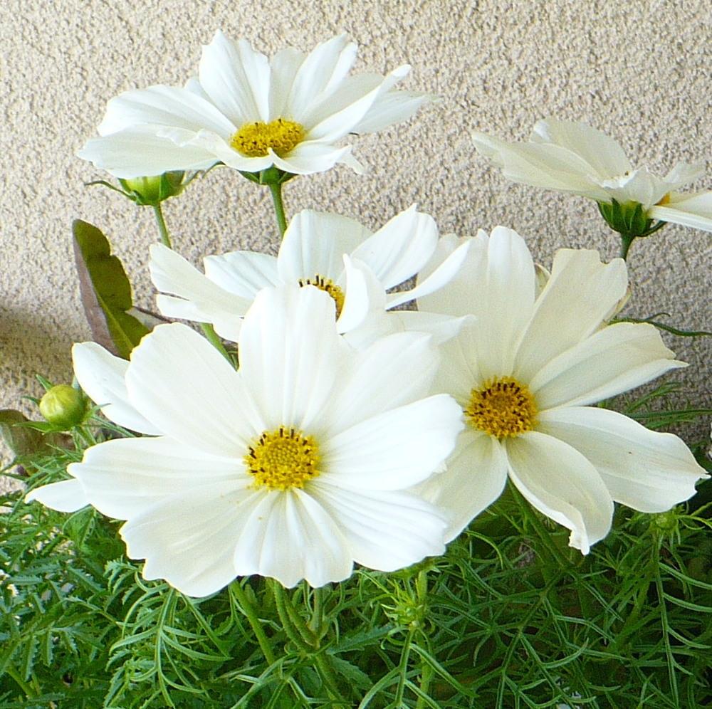 Cosmos: Plant Care and Collection of Varieties - Garden.org