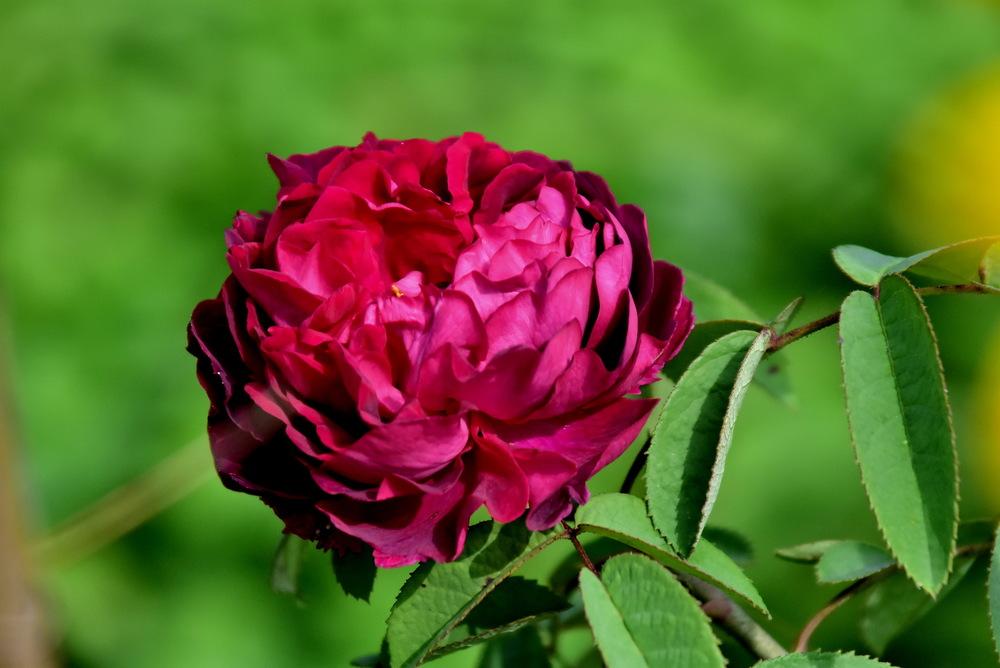 Rose (Rosa 'Rose du Roi a Fleurs Pourpres') in the Roses Database ...