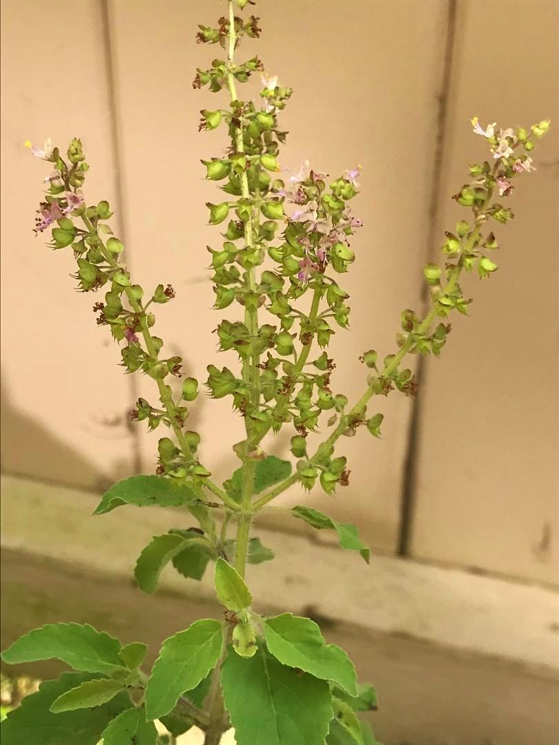 Basils: Plant Care and Collection of Varieties - Garden.org