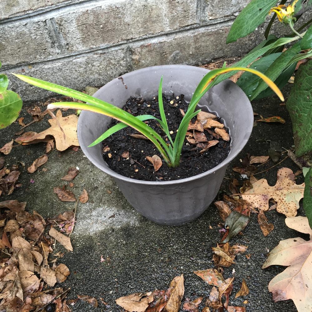Lily seedlings 2018 in the Lilies forum - Garden.org