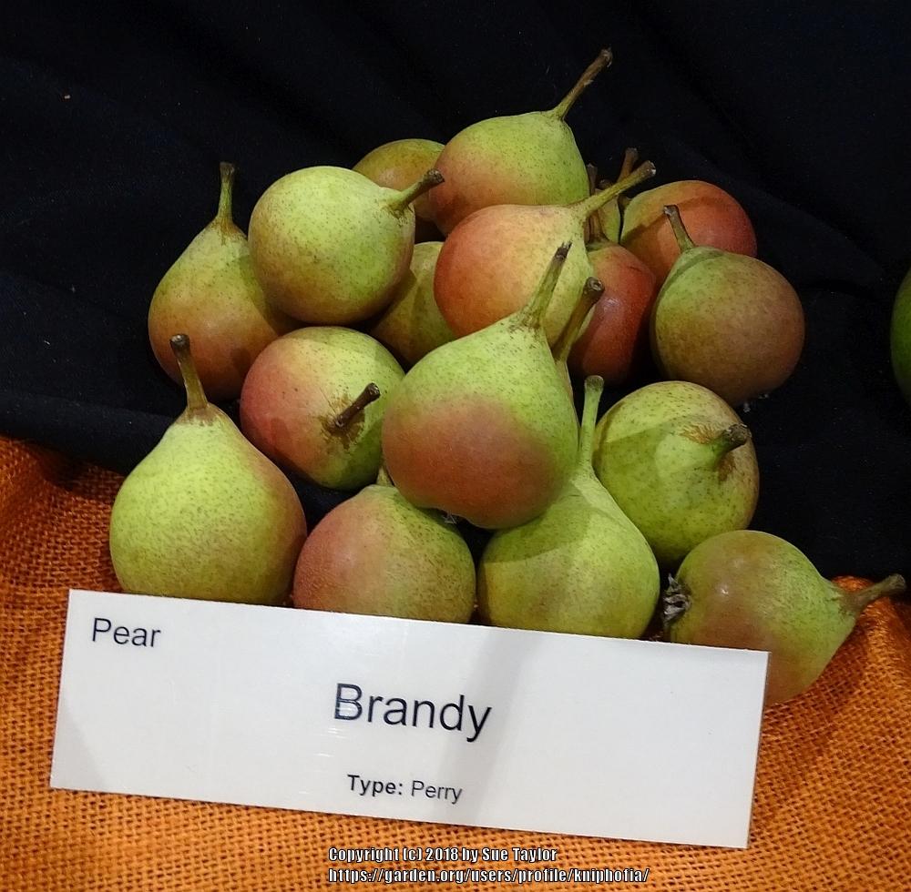 Pear (Pyrus 'Brandy') in the Pears Database - Garden.org