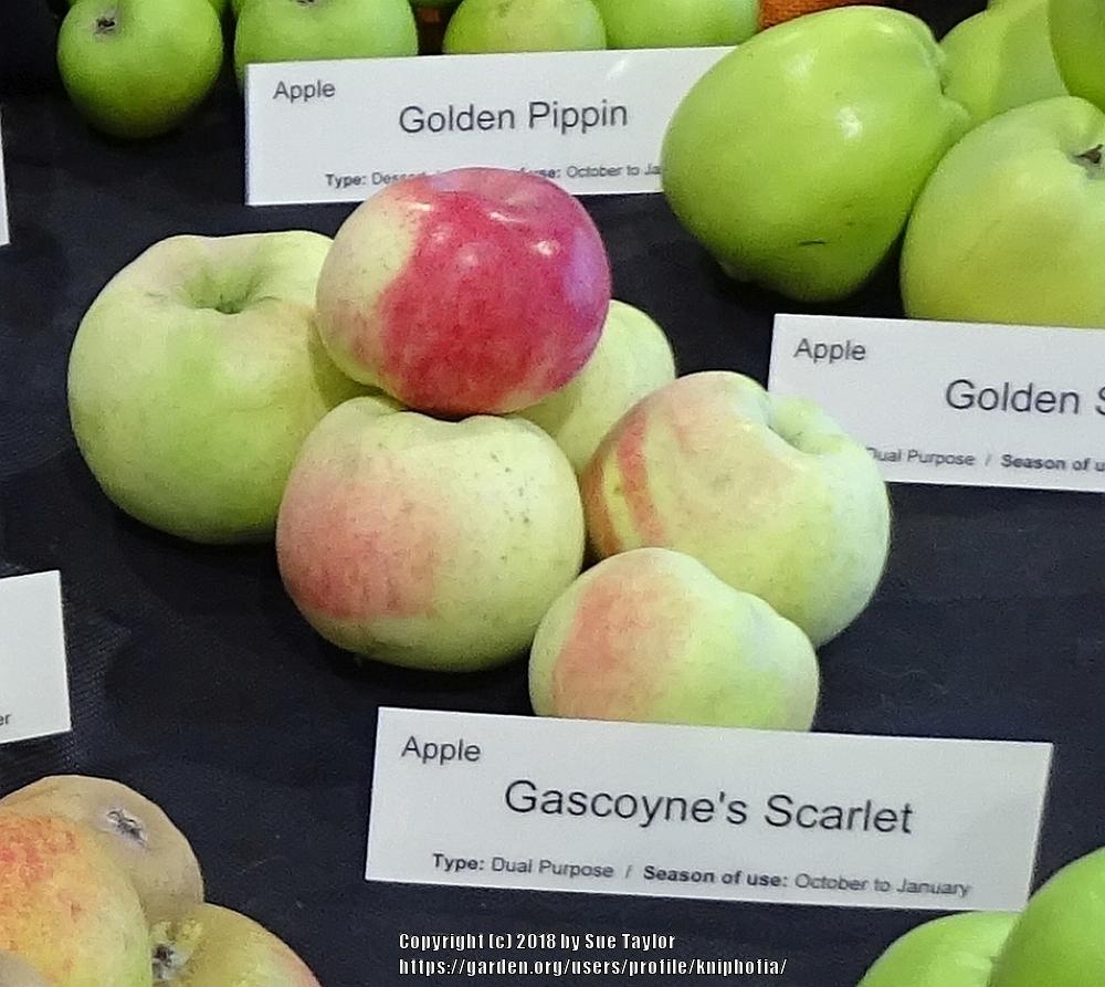 Apple (Malus 'Gascoyne's Scarlet') in the Apples Database - Garden.org