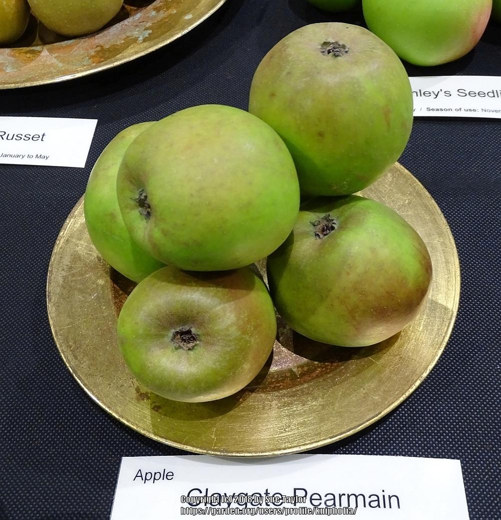 Apple (Malus domestica 'Claygate Pearmain') in the Apples Database - Garden.org