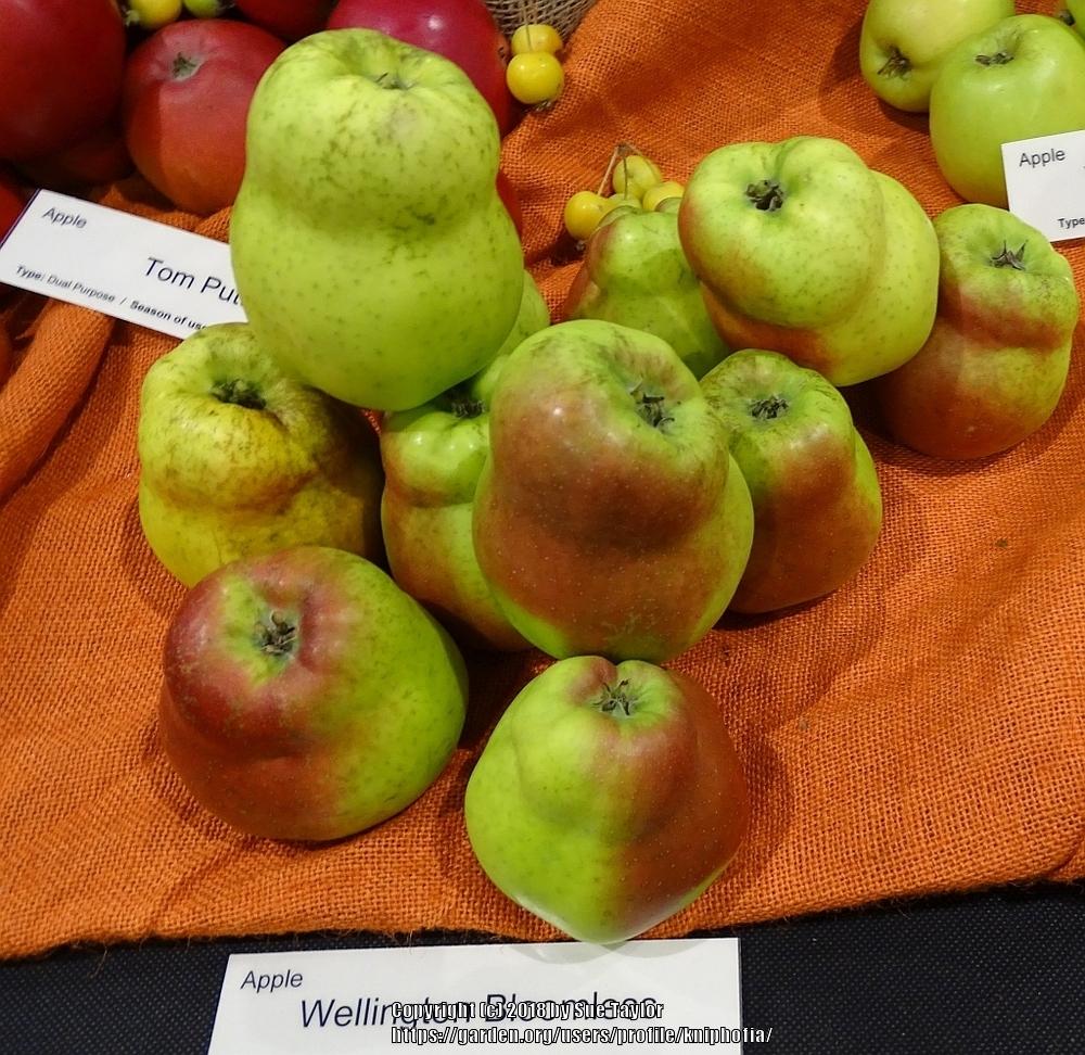 Apple (Malus domestica 'Wellington') in the Apples Database - Garden.org