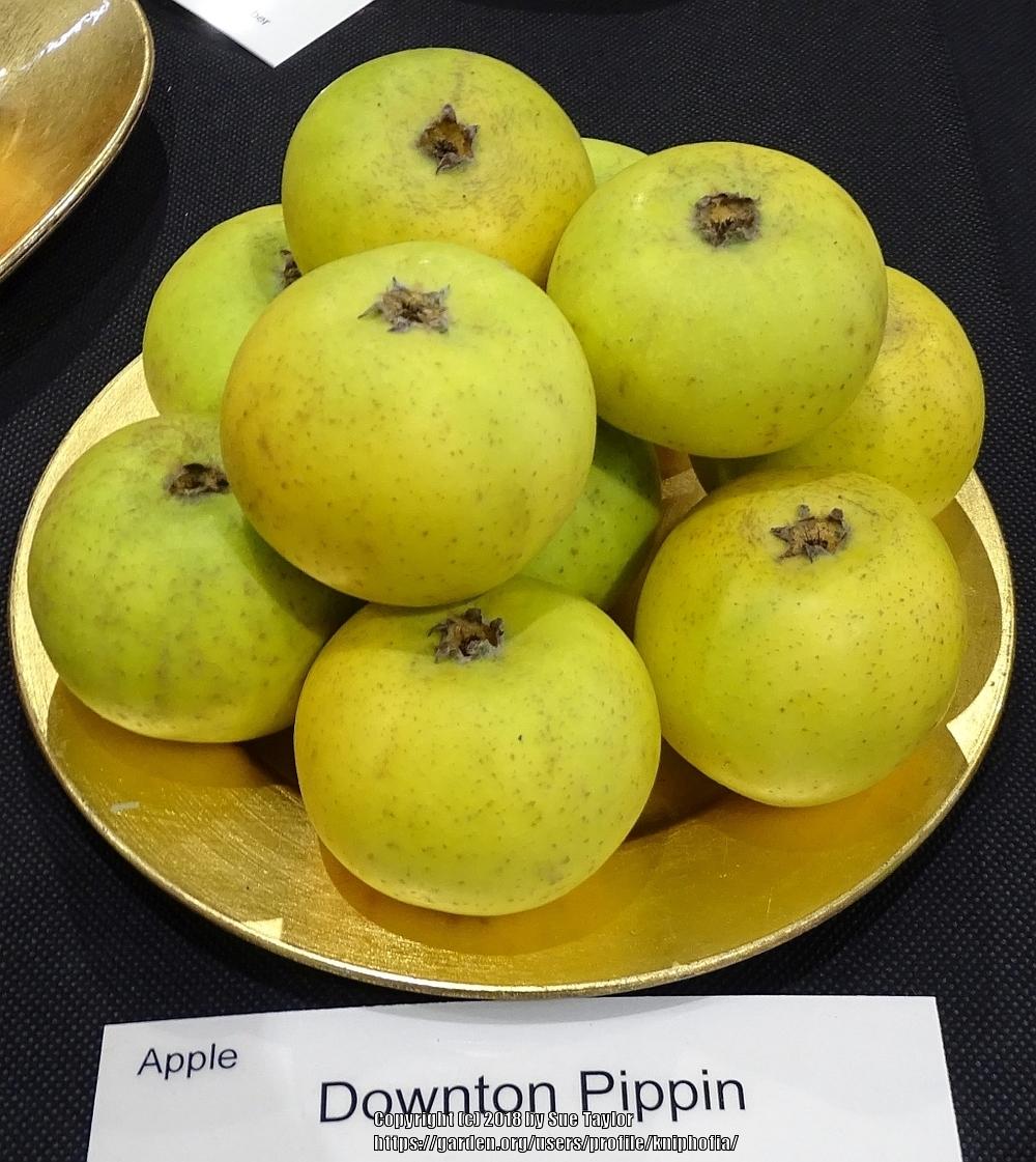 Apple (Malus domestica 'Downton Pippin') in the Apples Database ...
