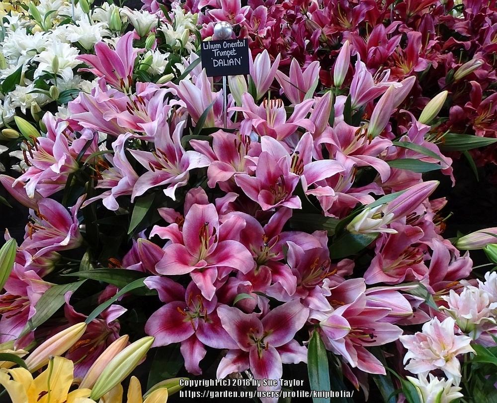 Photo of the bloom of Lily (Lilium 'Dalian') posted by kniphofia ...