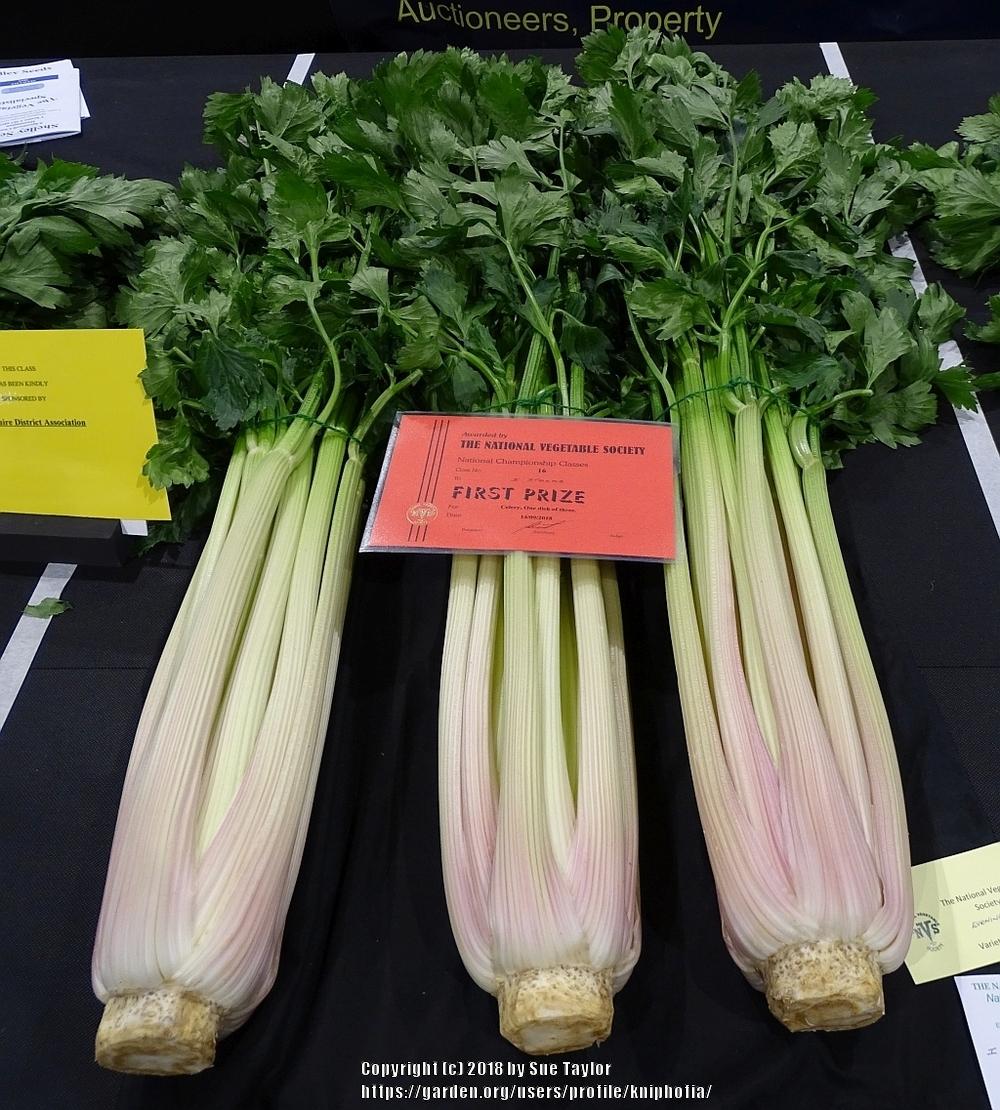 Celeries: Plant Care and Collection of Varieties - Garden.org