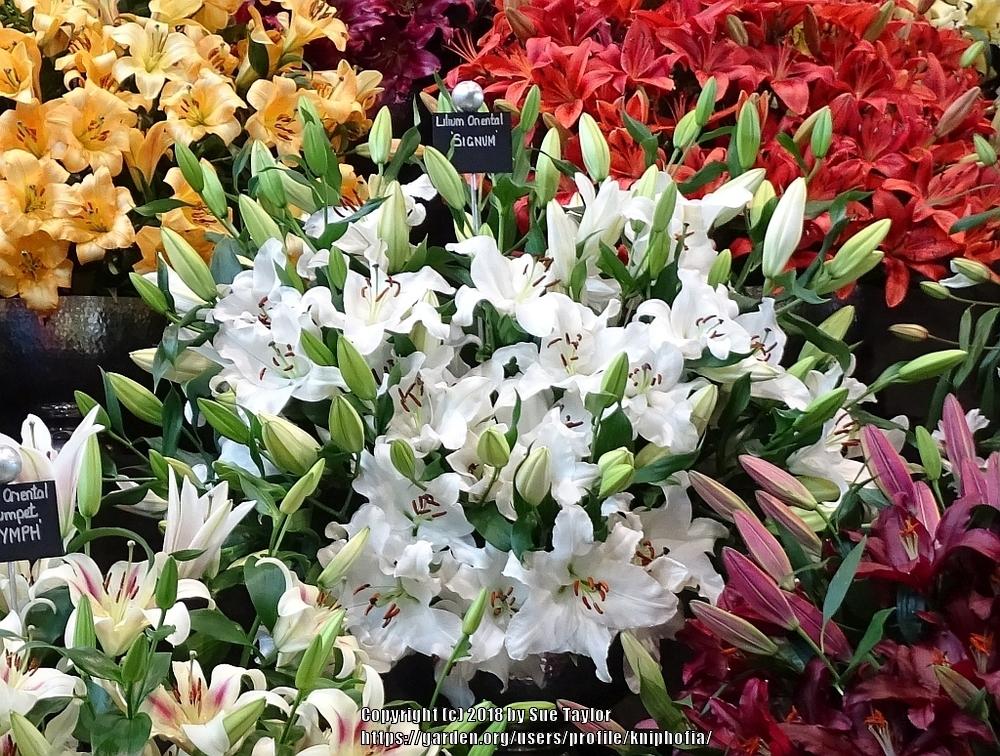 Lily (Lilium Signum) in the Lilies Database - Garden.org