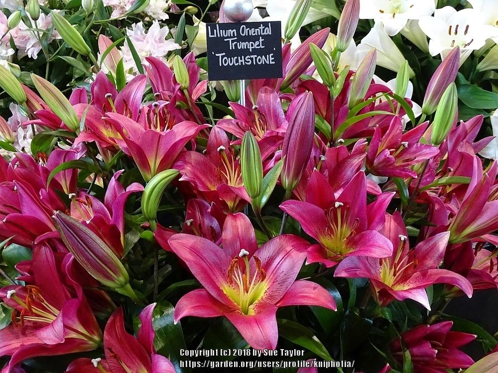 Photo of the bloom of Lily (Lilium 'Touchstone') posted by kniphofia ...