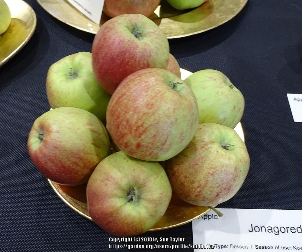 Apple (Malus domestica 'Jonagored') in the Apples Database - Garden.org