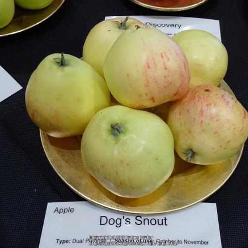 Apple (Malus domestica 'Dog's Snout') in the Apples Database - Garden.org