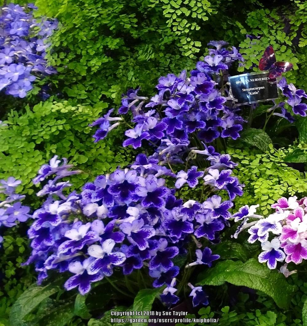 Cape Primrose (Streptocarpus 'Katie') in the Cape Primroses Database ...