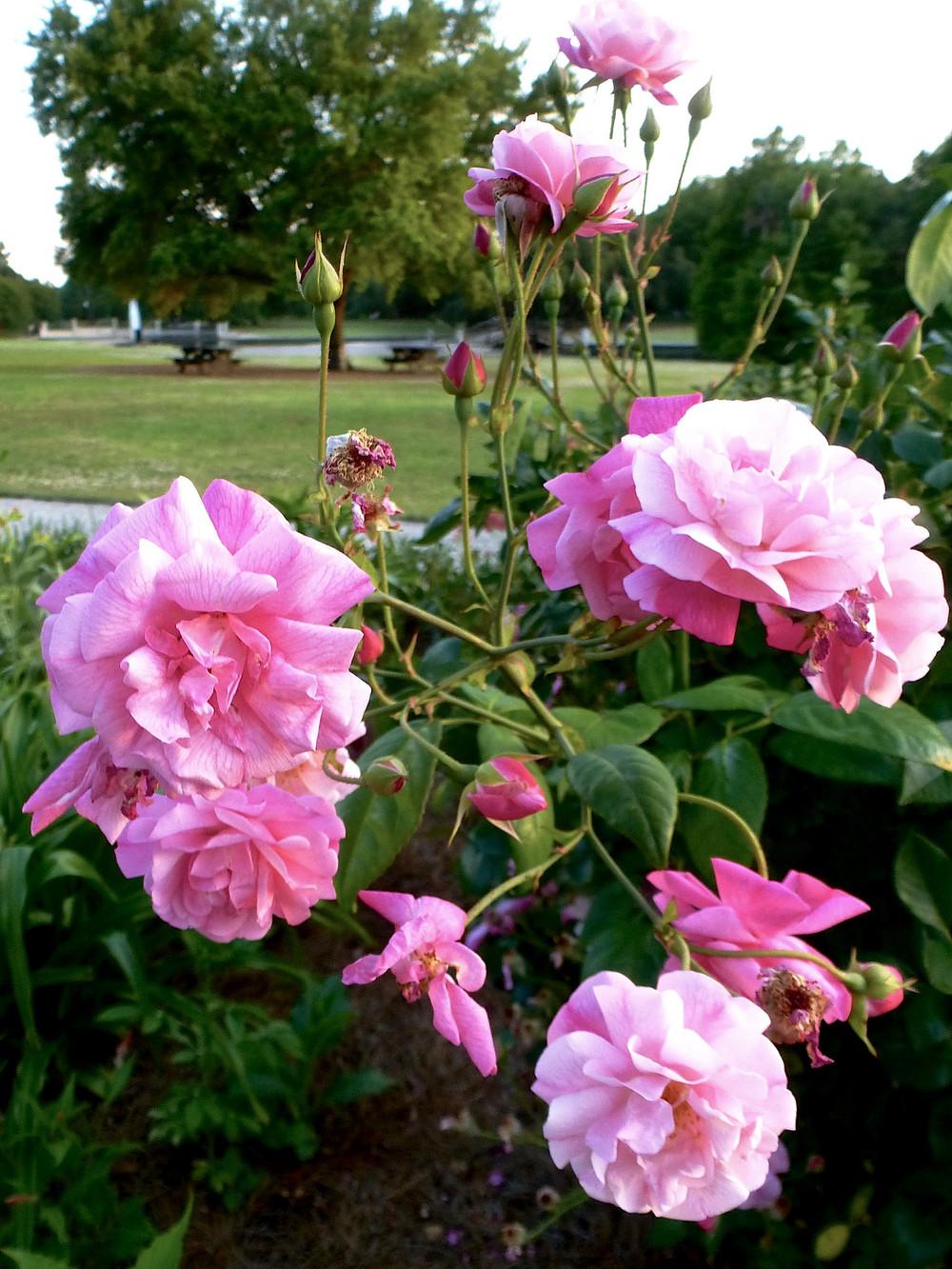 Photo of the bloom of Rose (Rosa 'Natchitoches Noisette') posted by ...