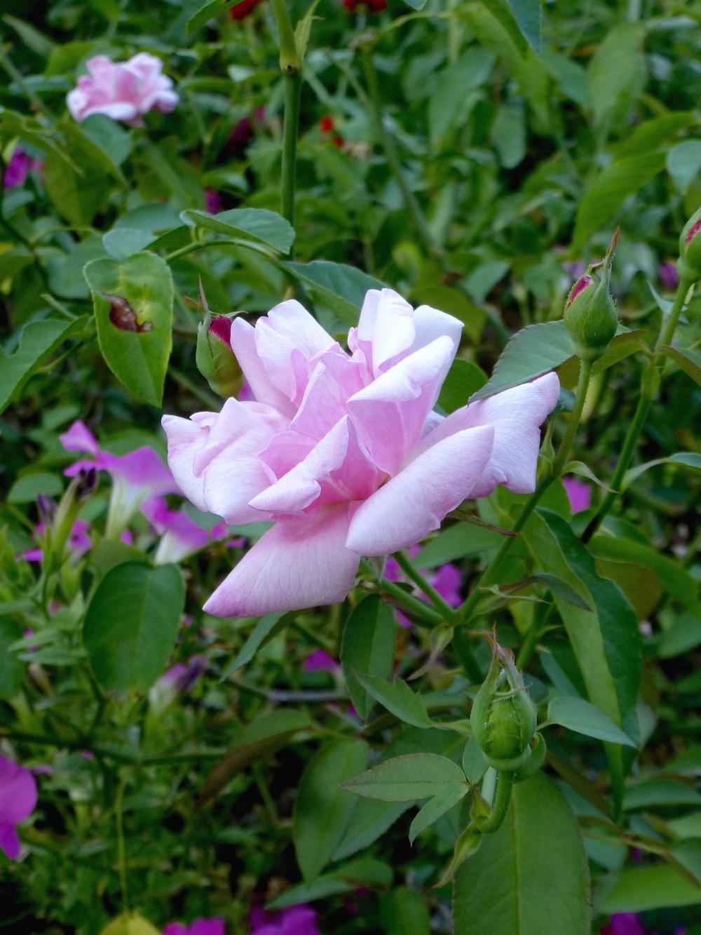Photo of the bloom of Rose (Rosa 'Natchitoches Noisette') posted by ...