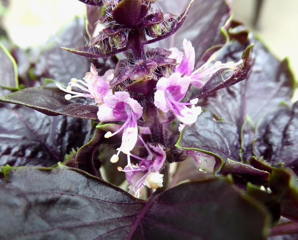Photo of the bloom of Basil (Ocimum basilicum 'Purple Ruffles') posted ...