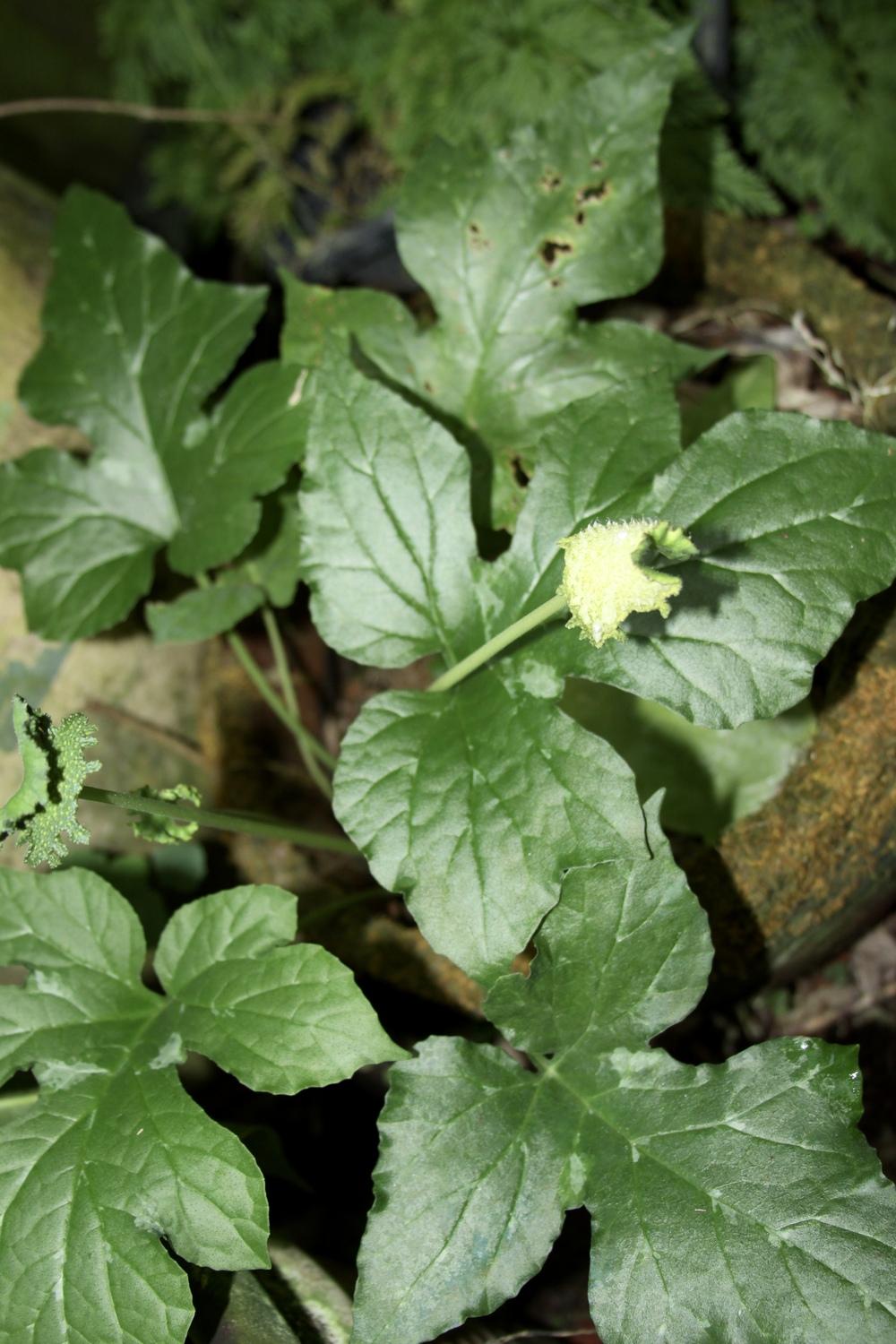Photo of the entire plant of Contrayerba (Dorstenia contrajerva) posted ...