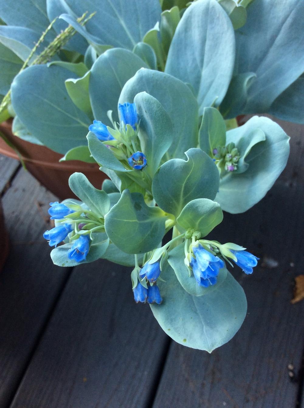 Oysterleaf (Mertensia maritima var. maritima) - Garden.org