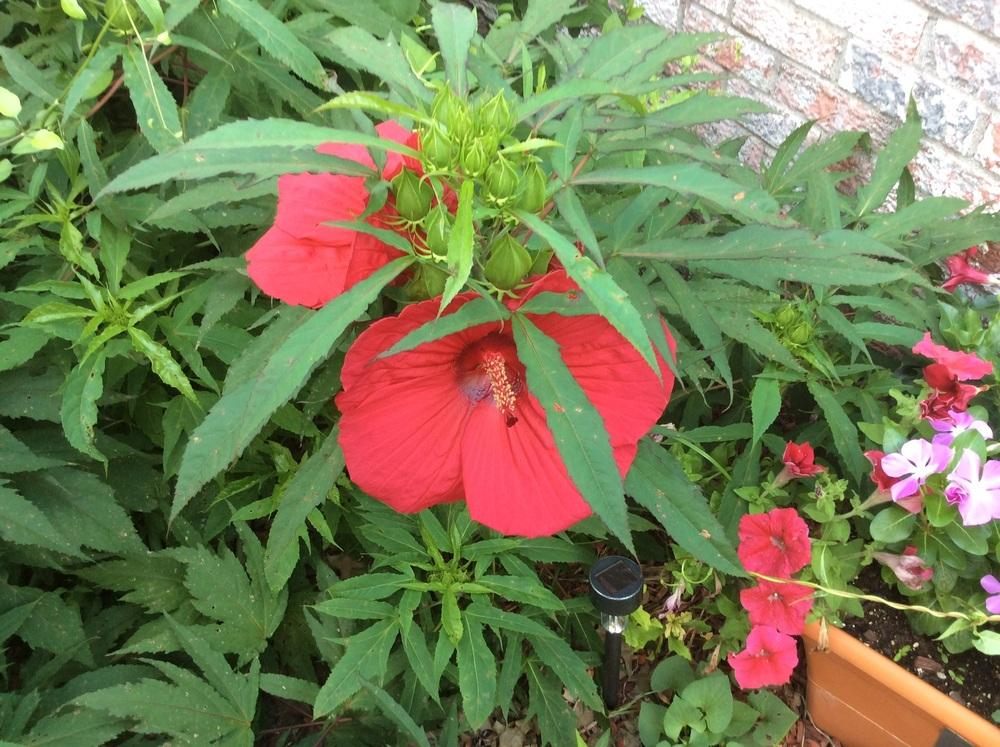 Photo of the entire plant of Hybrid Hardy Hibiscus (Hibiscus 'Fireball ...
