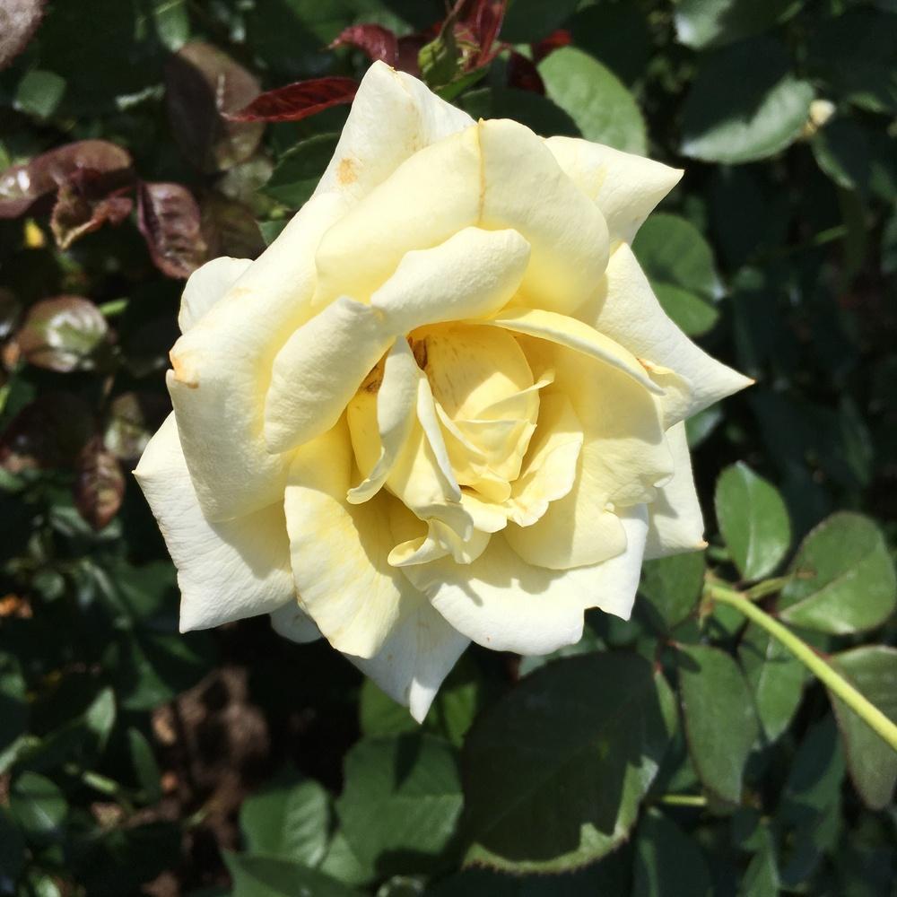 Rose (Rosa 'Caroline de Monaco') in the Roses Database - Garden.org