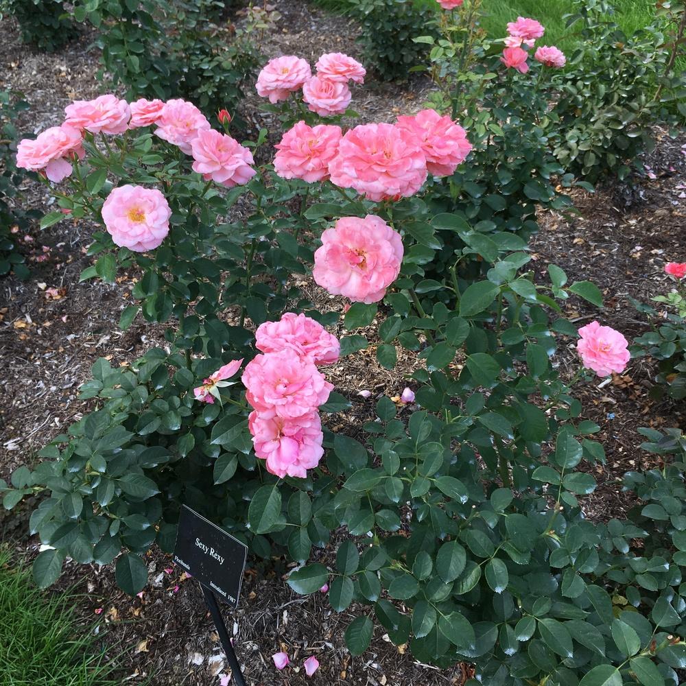 Photo of the entire plant of Rose (Rosa 'Sexy Rexy') posted by csandt ...