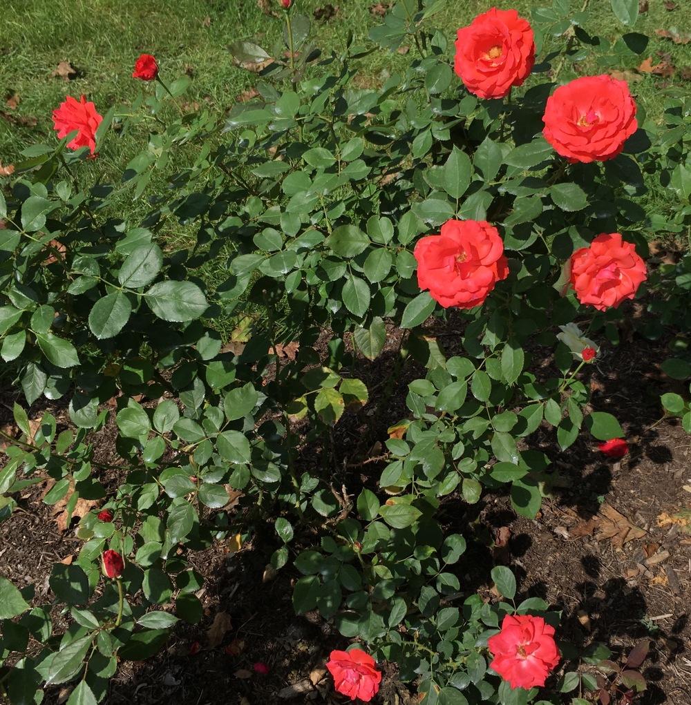 Photo of the entire plant of Rose (Rosa 'Impatient') posted by csandt ...