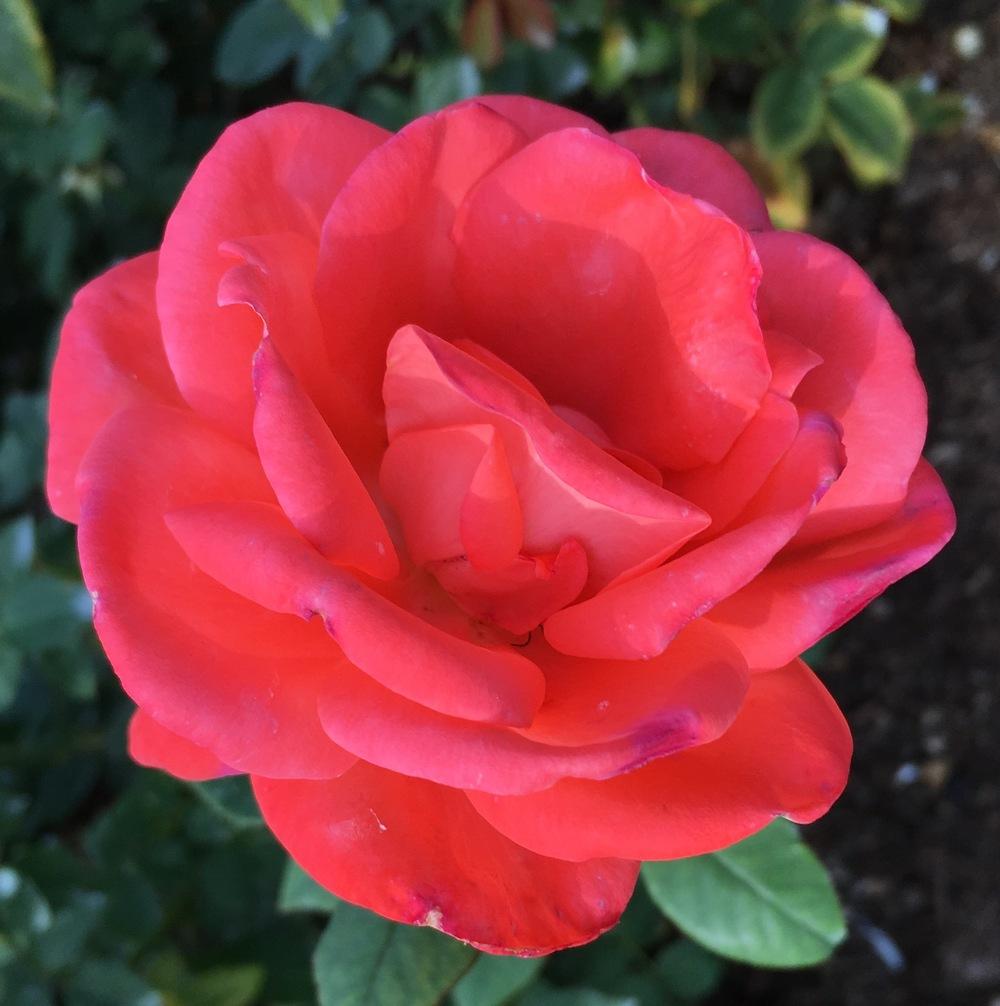 Photo of the bloom of Rose (Rosa 'Spice Twice') posted by csandt ...