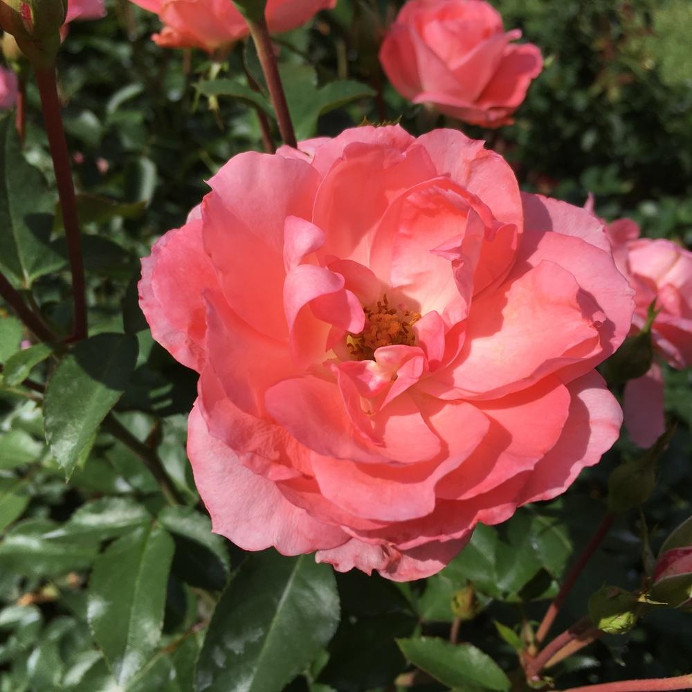 Rose (Rosa 'Passionate Kisses') in the Roses Database - Garden.org