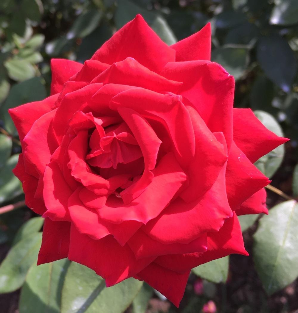 Photo of the bloom of Rose (Rosa 'Christian Dior') posted by csandt ...